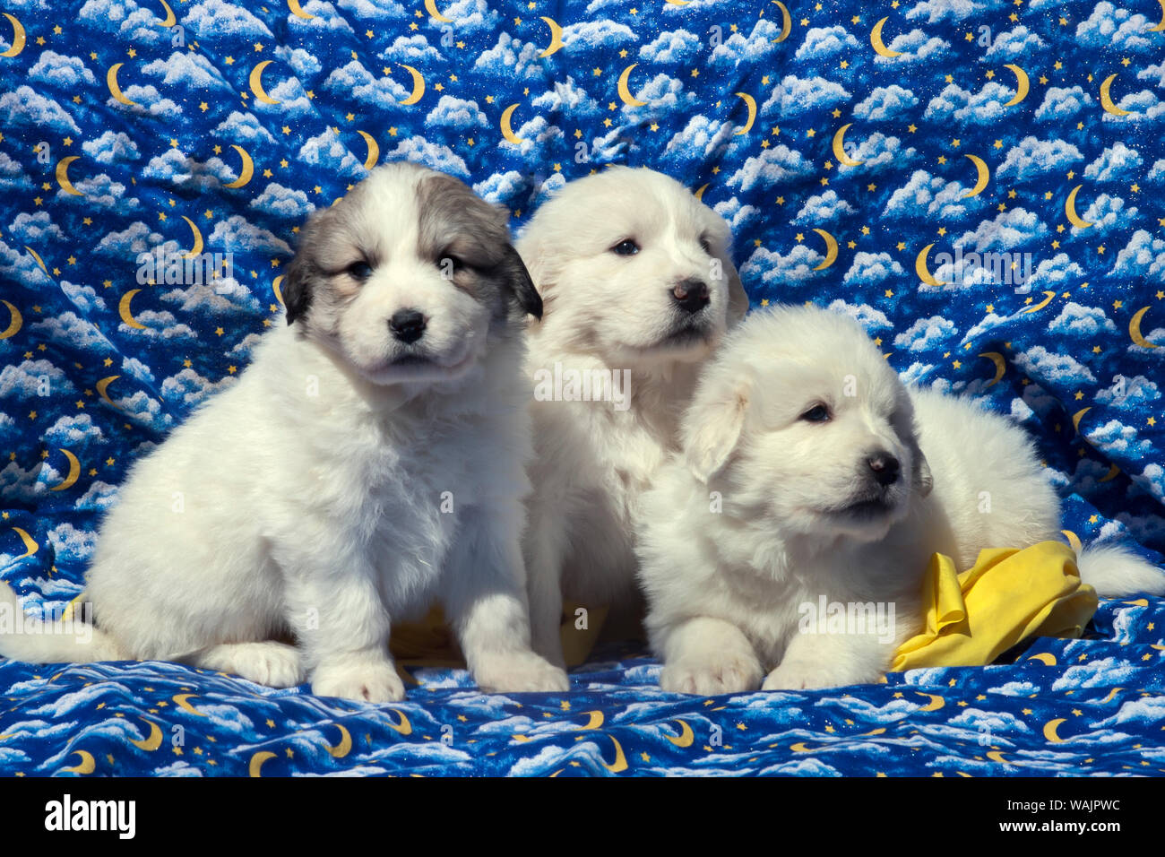 Chien Des Pyrenees High Resolution Stock Photography and Images - Alamy