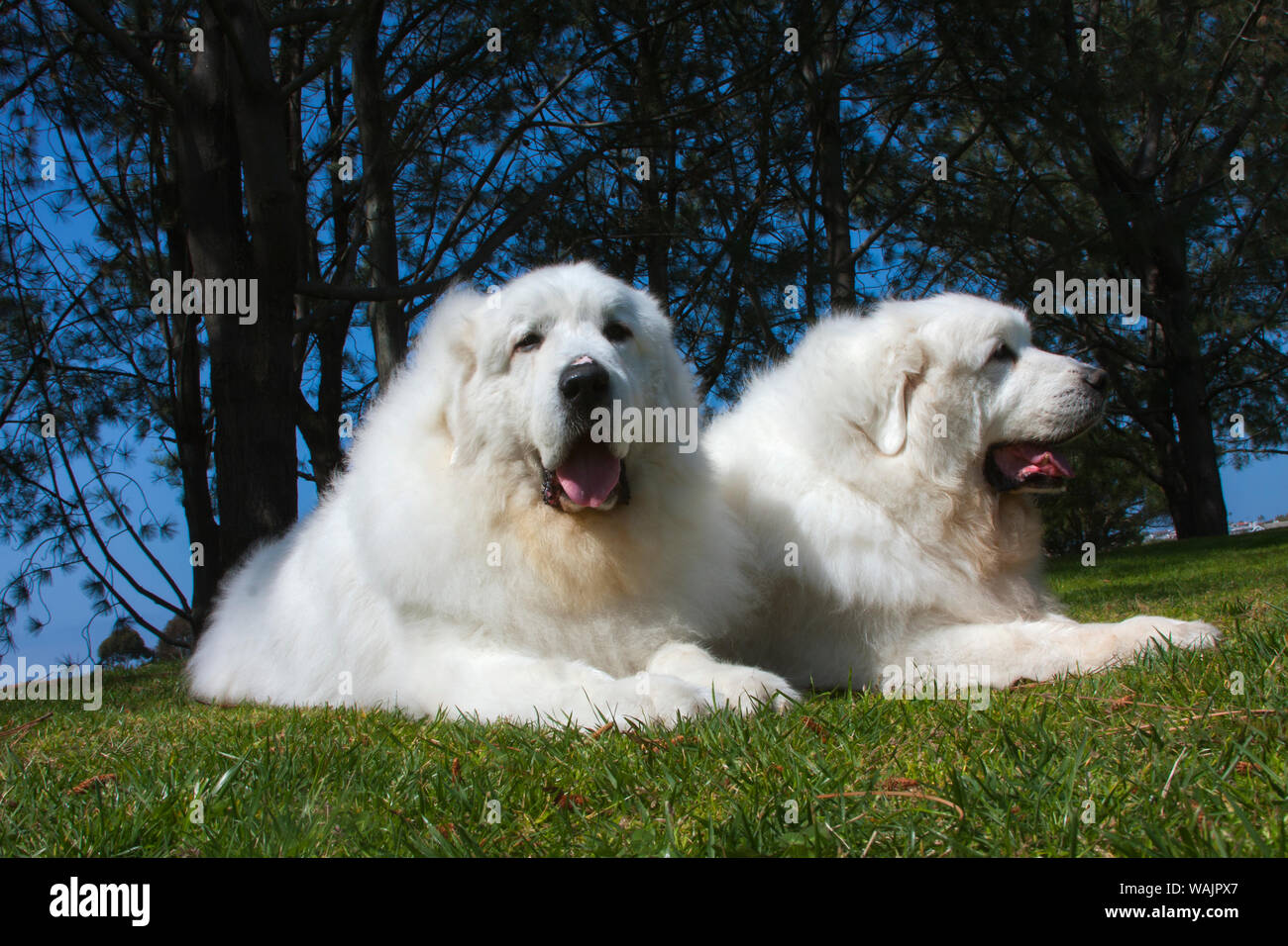 Great pyrenees lying down hi-res stock photography and images - Alamy
