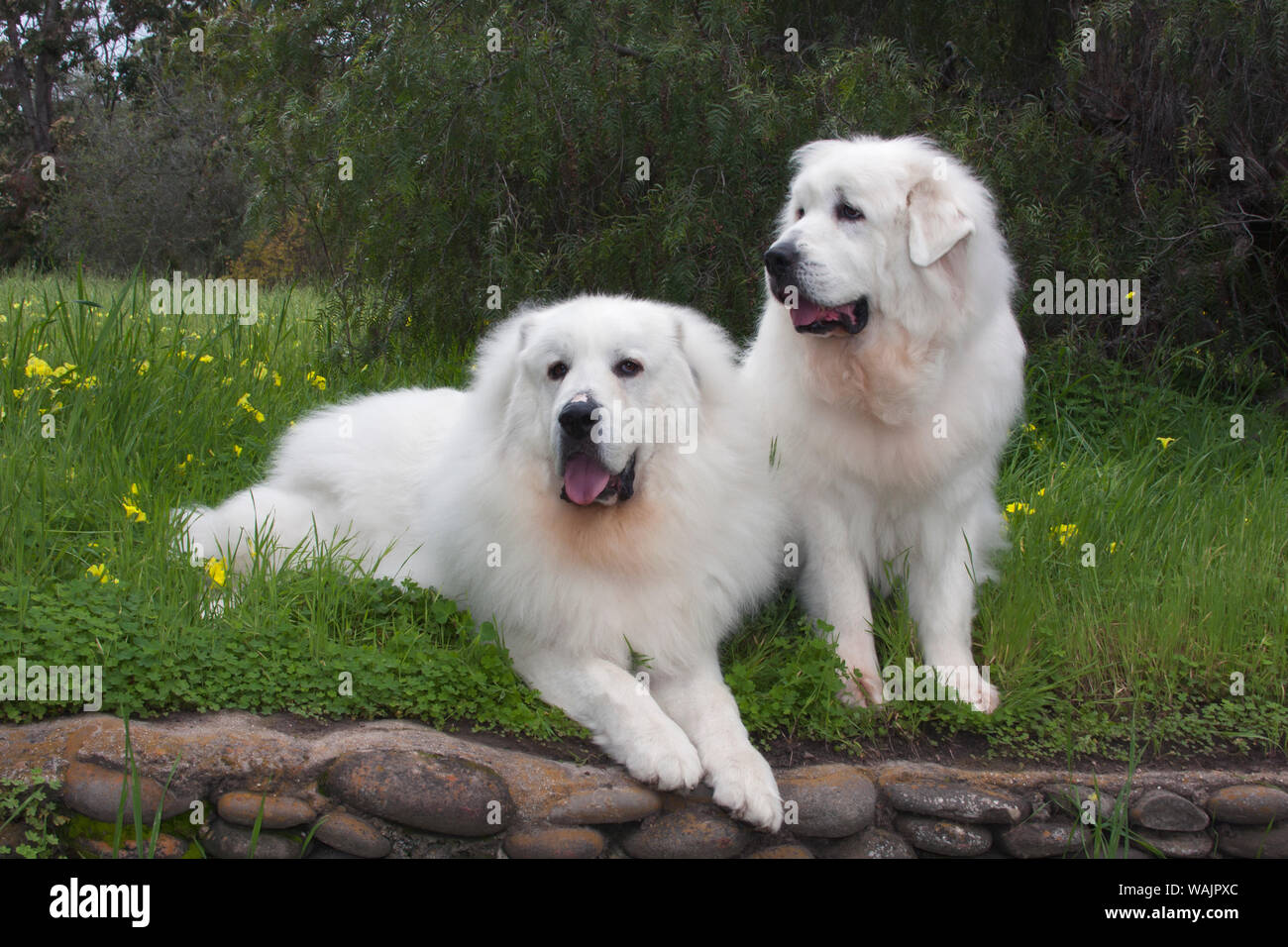 Chien Des Pyrenees High Resolution Stock Photography and Images - Alamy