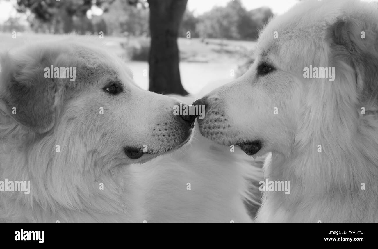 Great pyrenees Black and White Stock Photos & Images - Alamy
