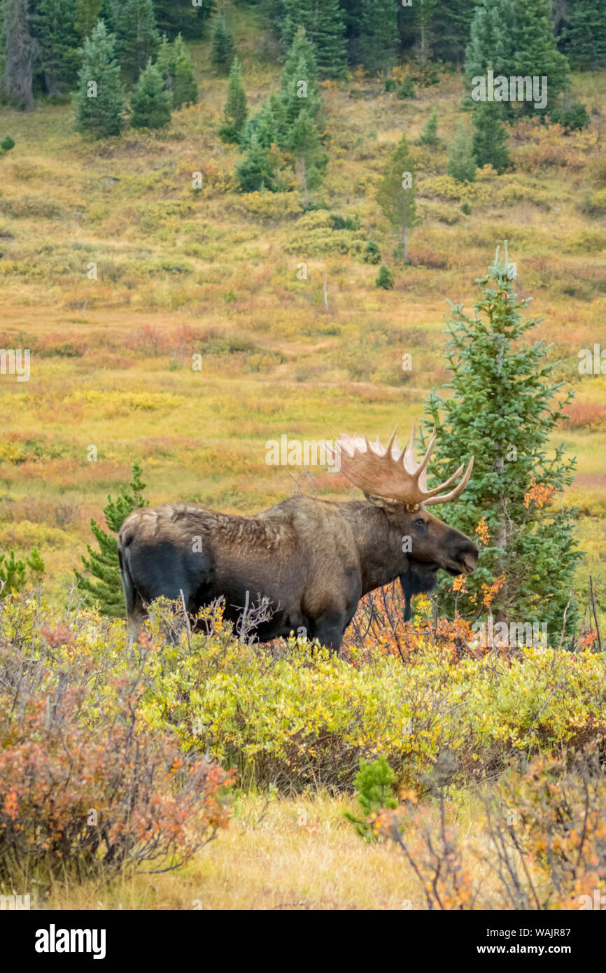 USA, Colorado, Cameron Pass. Bull moose with antlers. Credit as: Fred ...