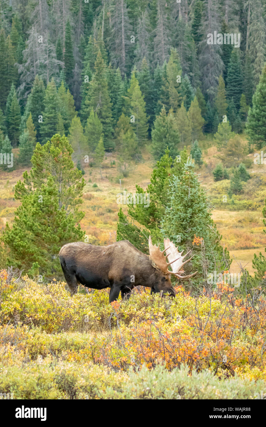 USA, Colorado, Cameron Pass. Bull moose with antlers. Credit as: Fred ...
