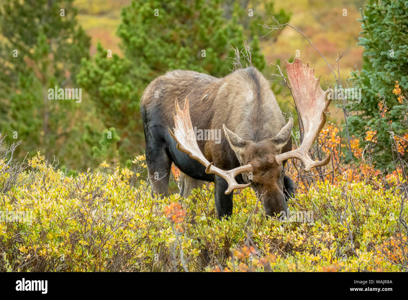 Bull moose with antlers hi-res stock photography and images - Alamy