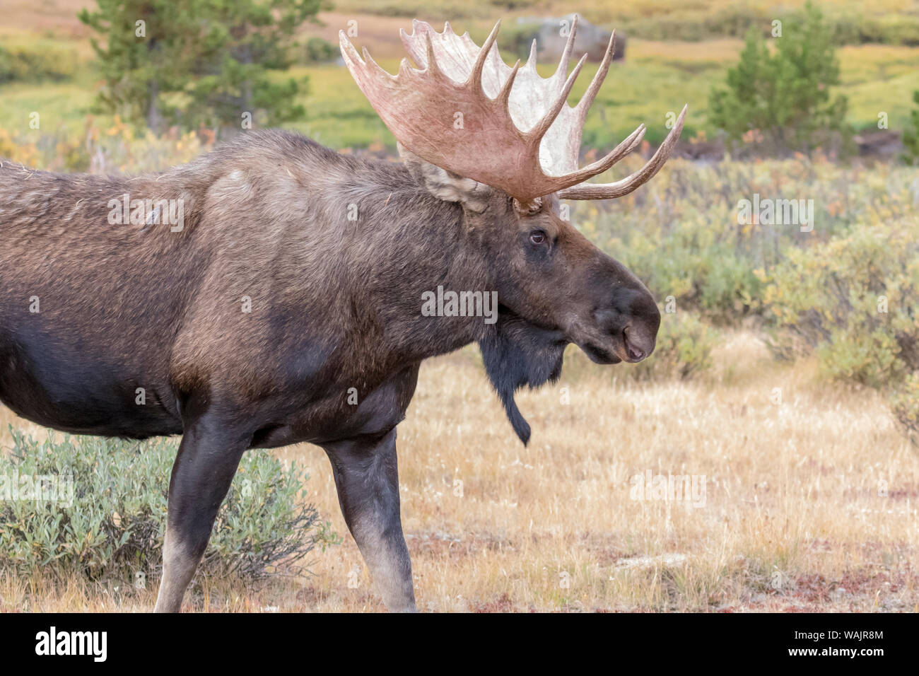 Close up bull moose antlers High Resolution Stock Photography and ...