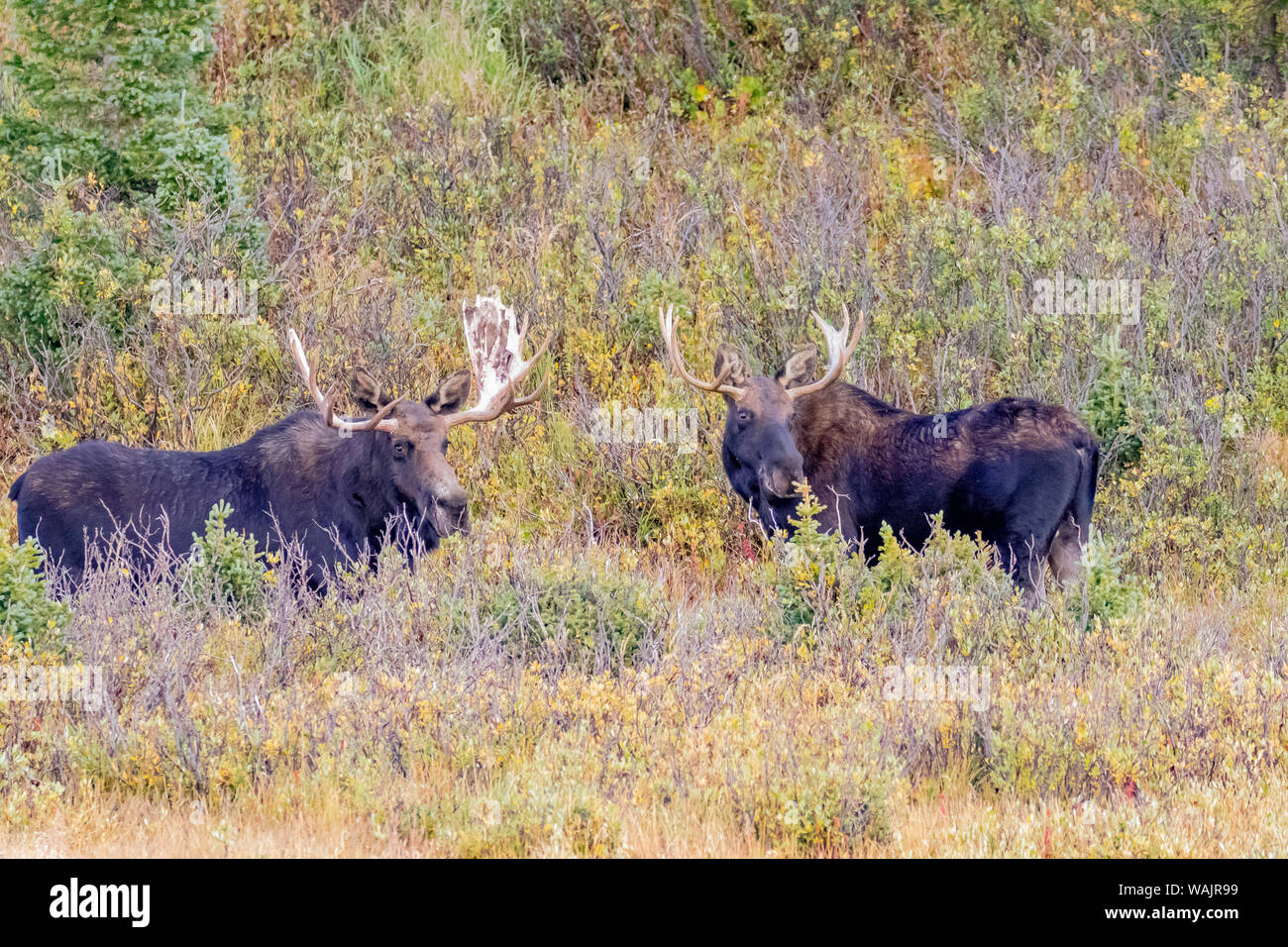 Two bull moose hi-res stock photography and images - Alamy