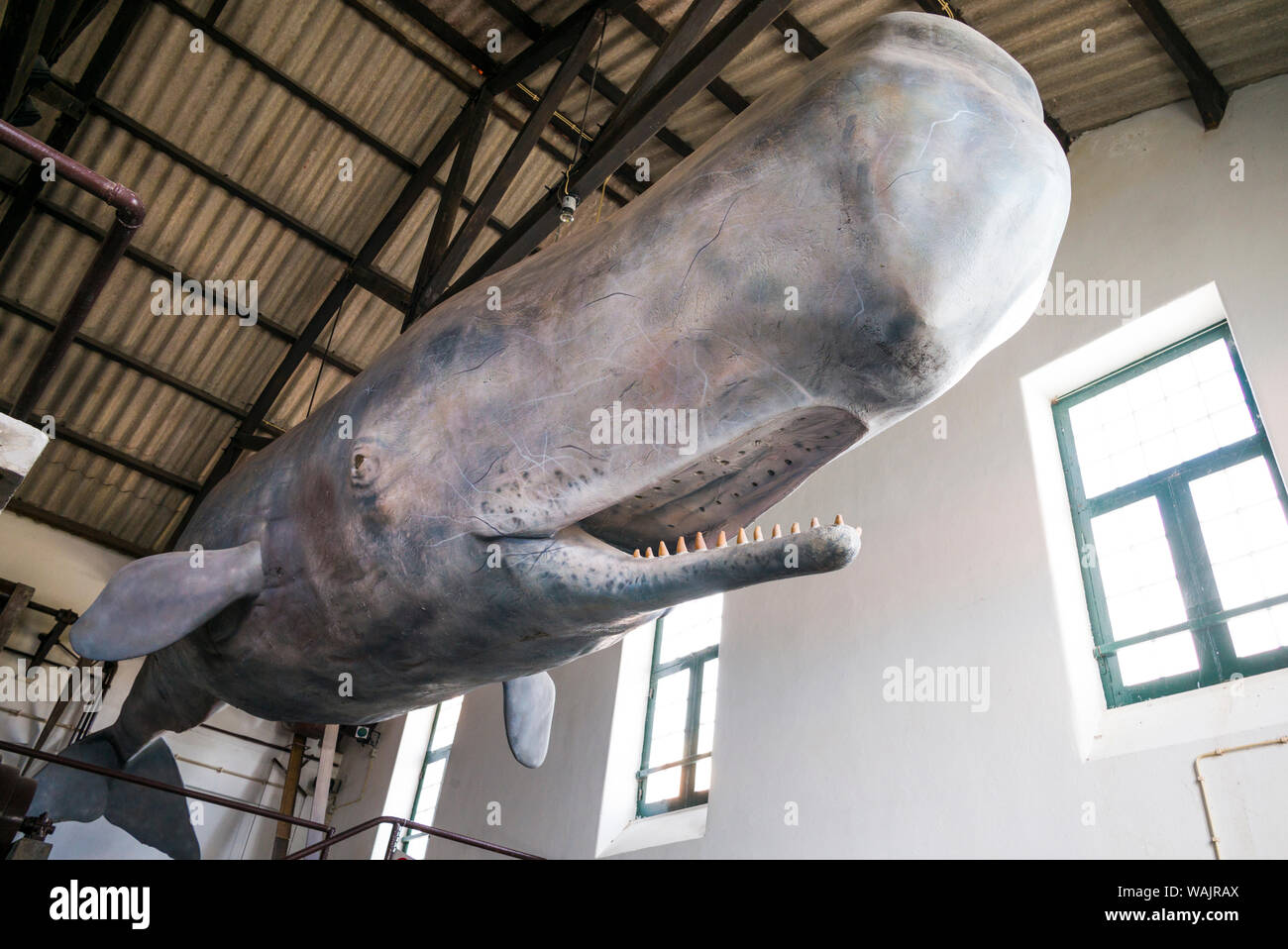 Portugal, Azores, Faial Island, Horta. Old whaling factory, large whale ...