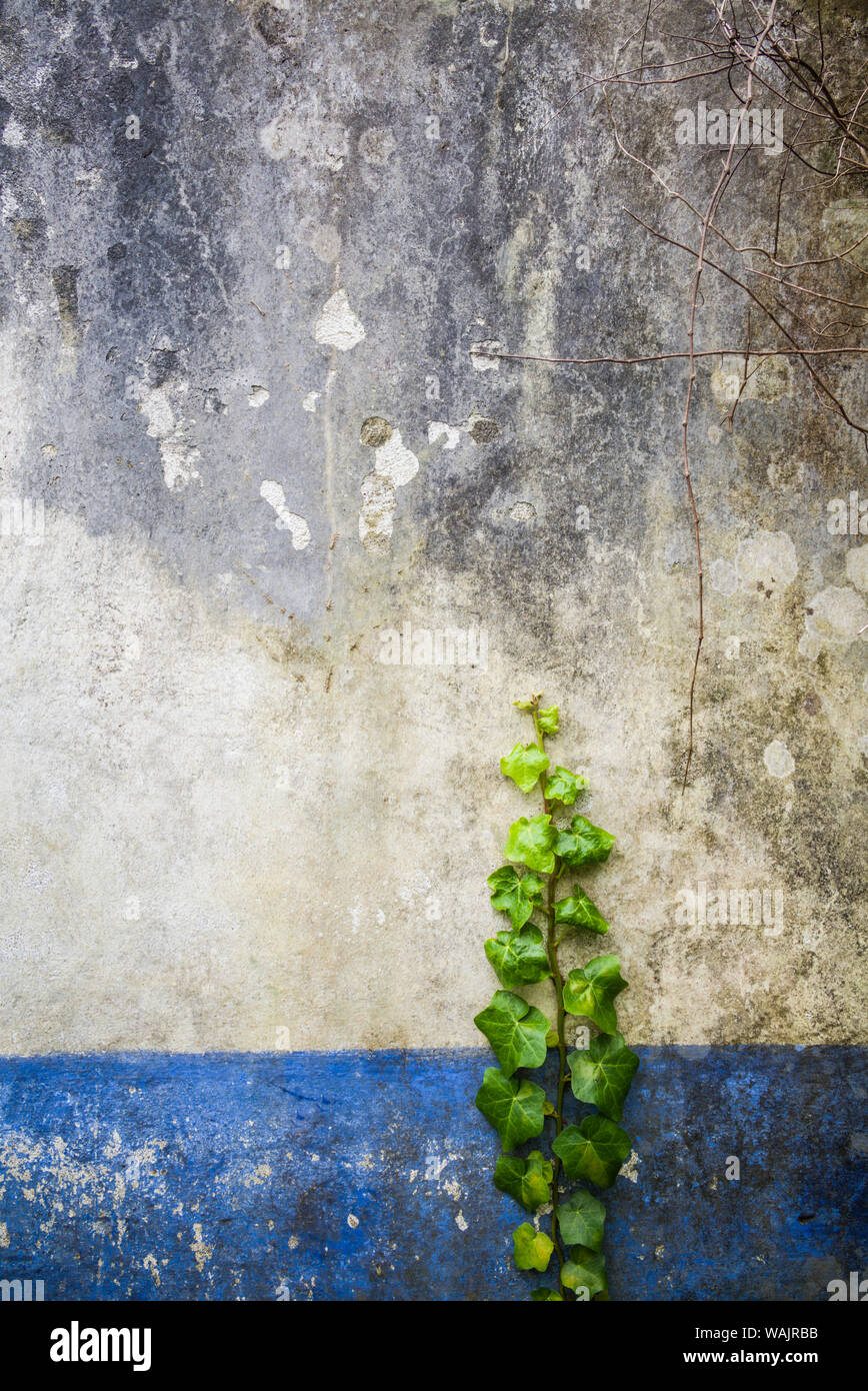 Portugal, Azores, Faial Island, Norte Pequeno. Ruins of building ...