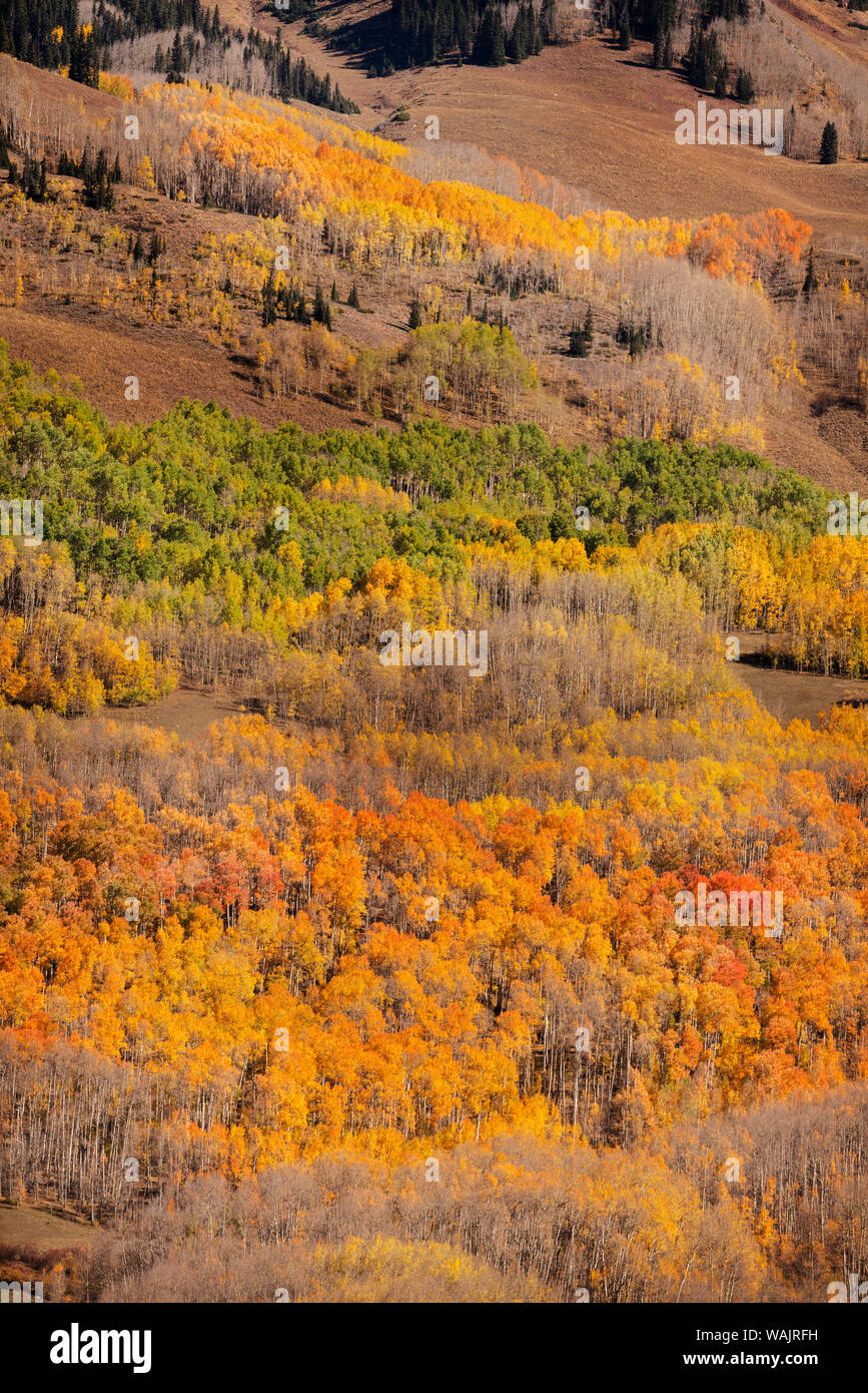 USA, Colorado. Autumn aspen grove in Gunnison National Forest. Credit ...