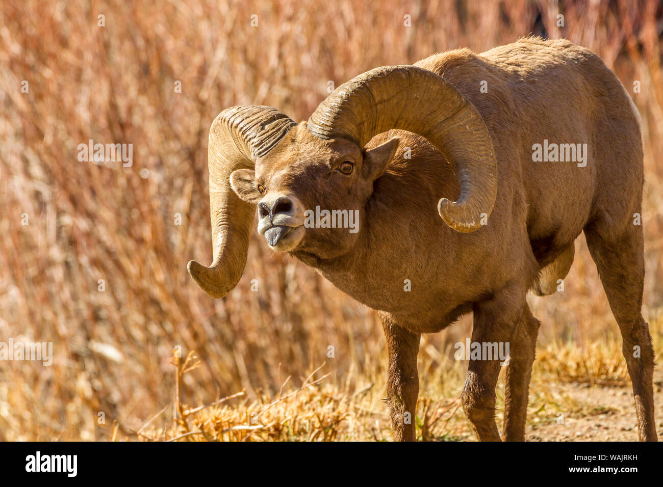 Sheep mating hi-res stock photography and images - Alamy
