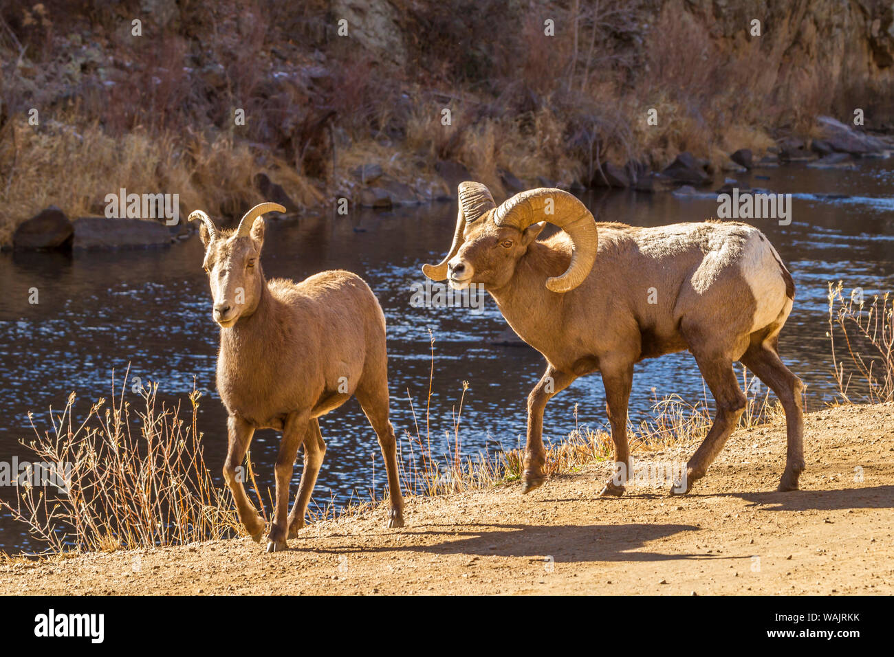 USA, Colorado, Waterton Canyon. Bighorn sheep ram chasing a ewe. Credit ...