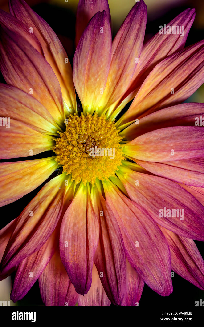 USA, Colorado, Fort Collins. Daisy flower close-up. Credit as Fred Lord ...