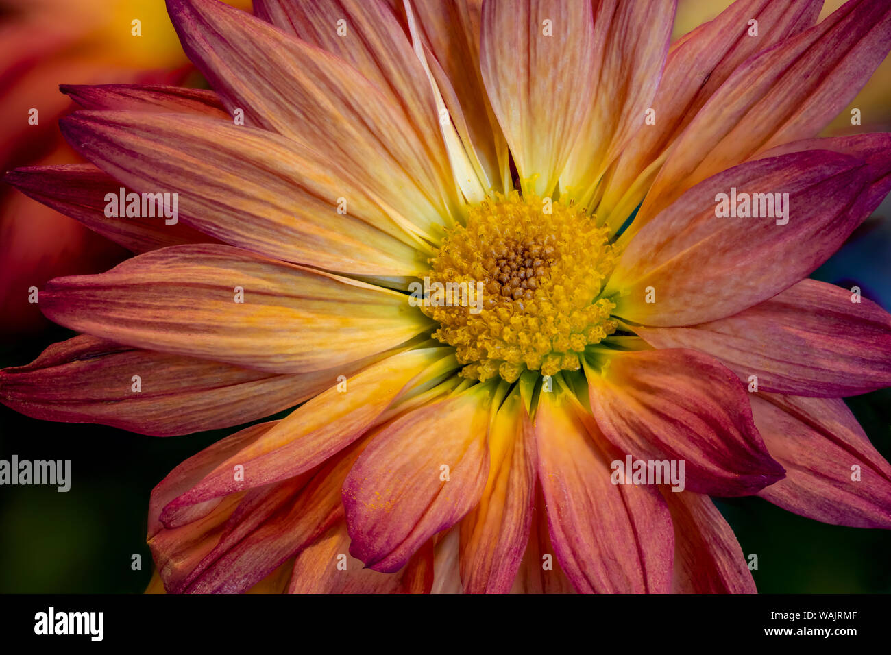 USA, Colorado, Fort Collins. Daisy flower close-up. Credit as Fred Lord ...