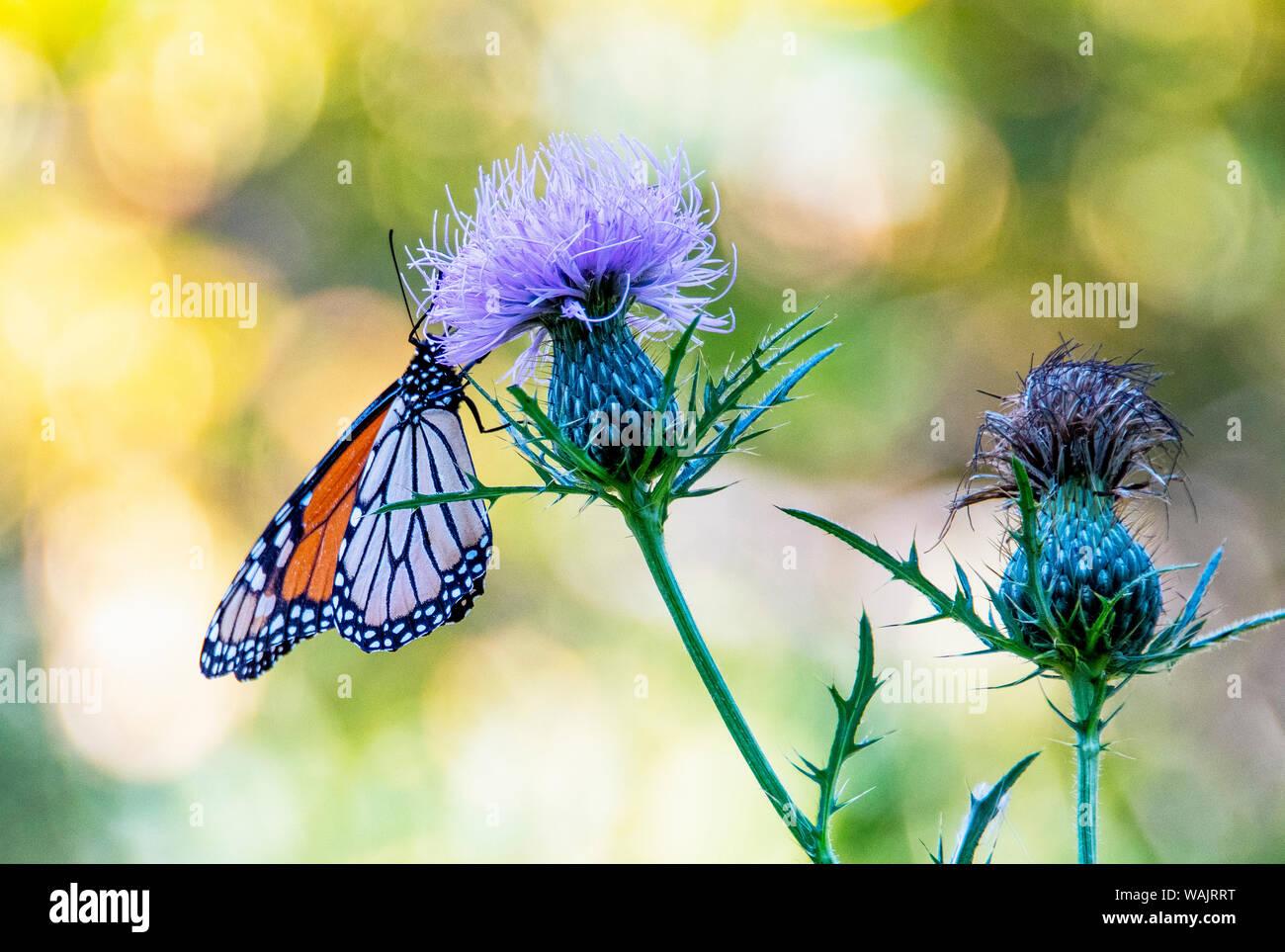 Multi color butterfly hi-res stock photography and images - Alamy
