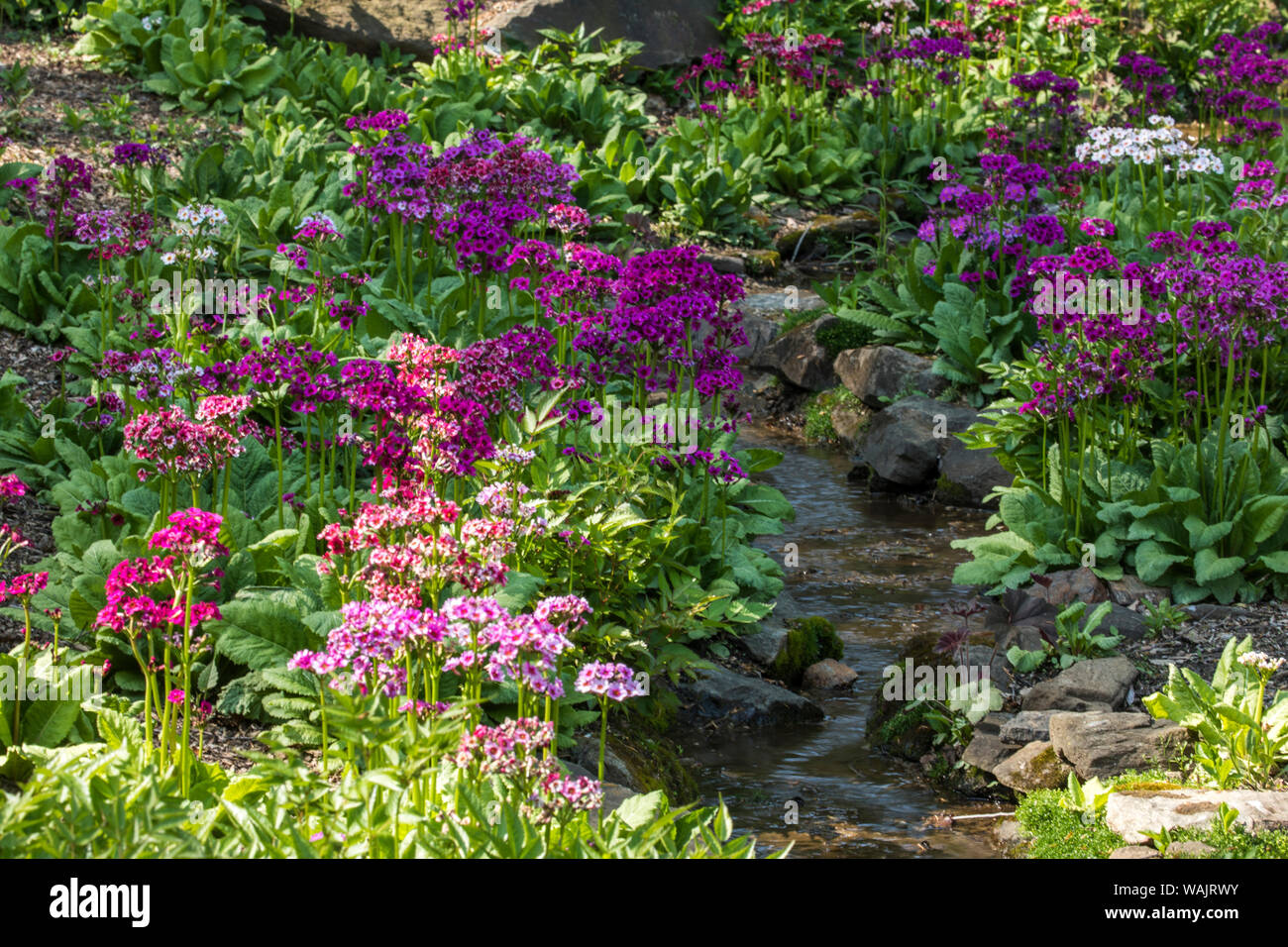 Blooming between rocks hi-res stock photography and images - Alamy