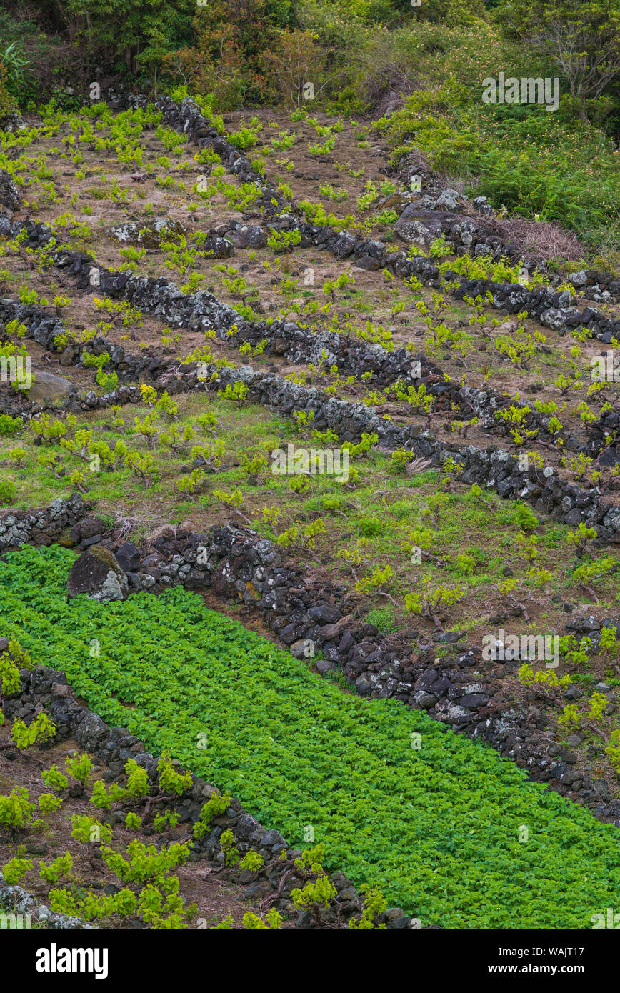 Portugal, Azores, Pico Island, Canto. Volcanic rock vineyards Stock ...