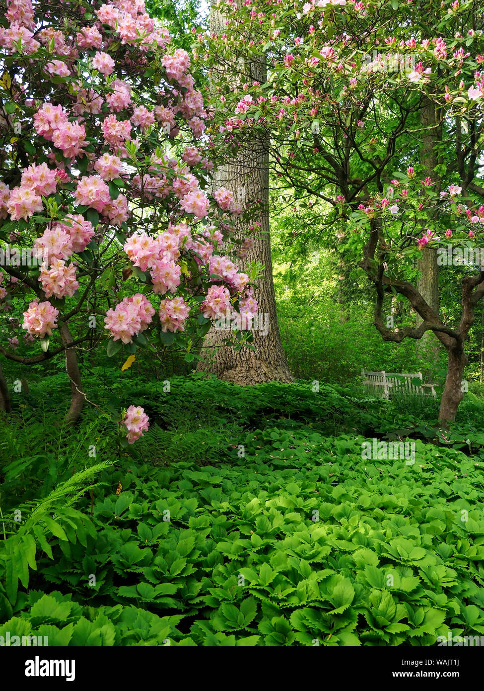Rhododendrons and trees in a park setting Stock Photo - Alamy