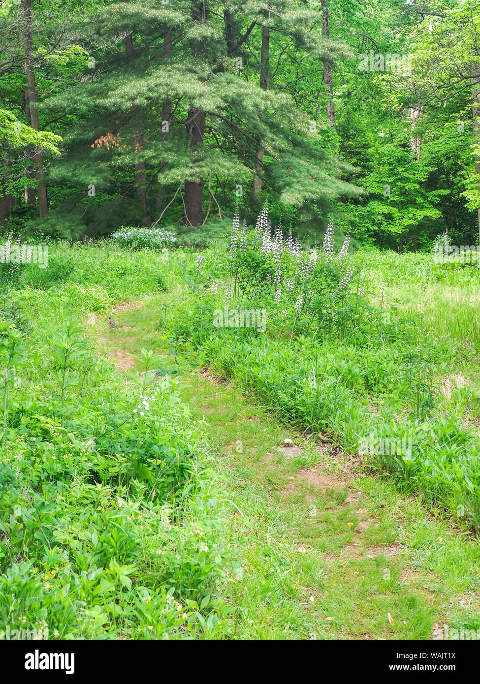 Pathway through a field of flowers Stock Photo - Alamy