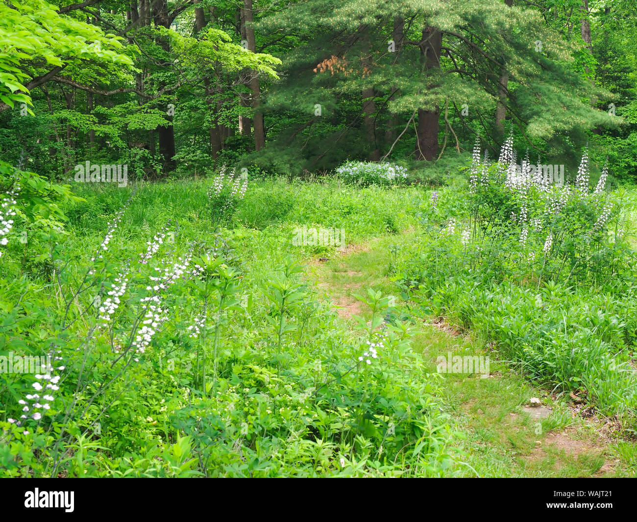 Field pathway hi-res stock photography and images - Alamy