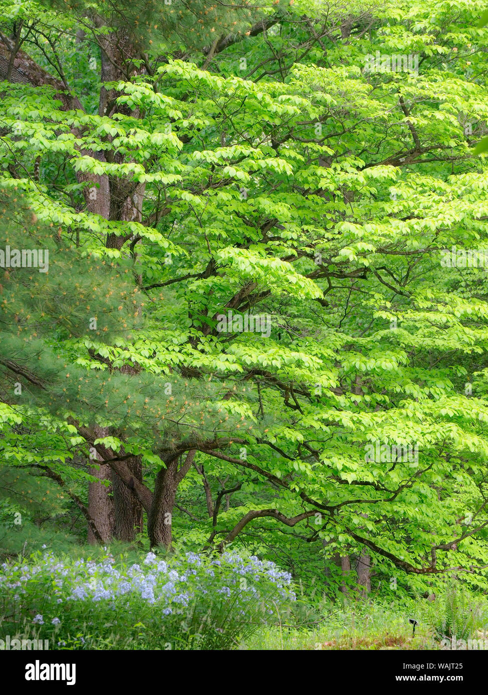 Field of wildflowers and native trees Stock Photo - Alamy