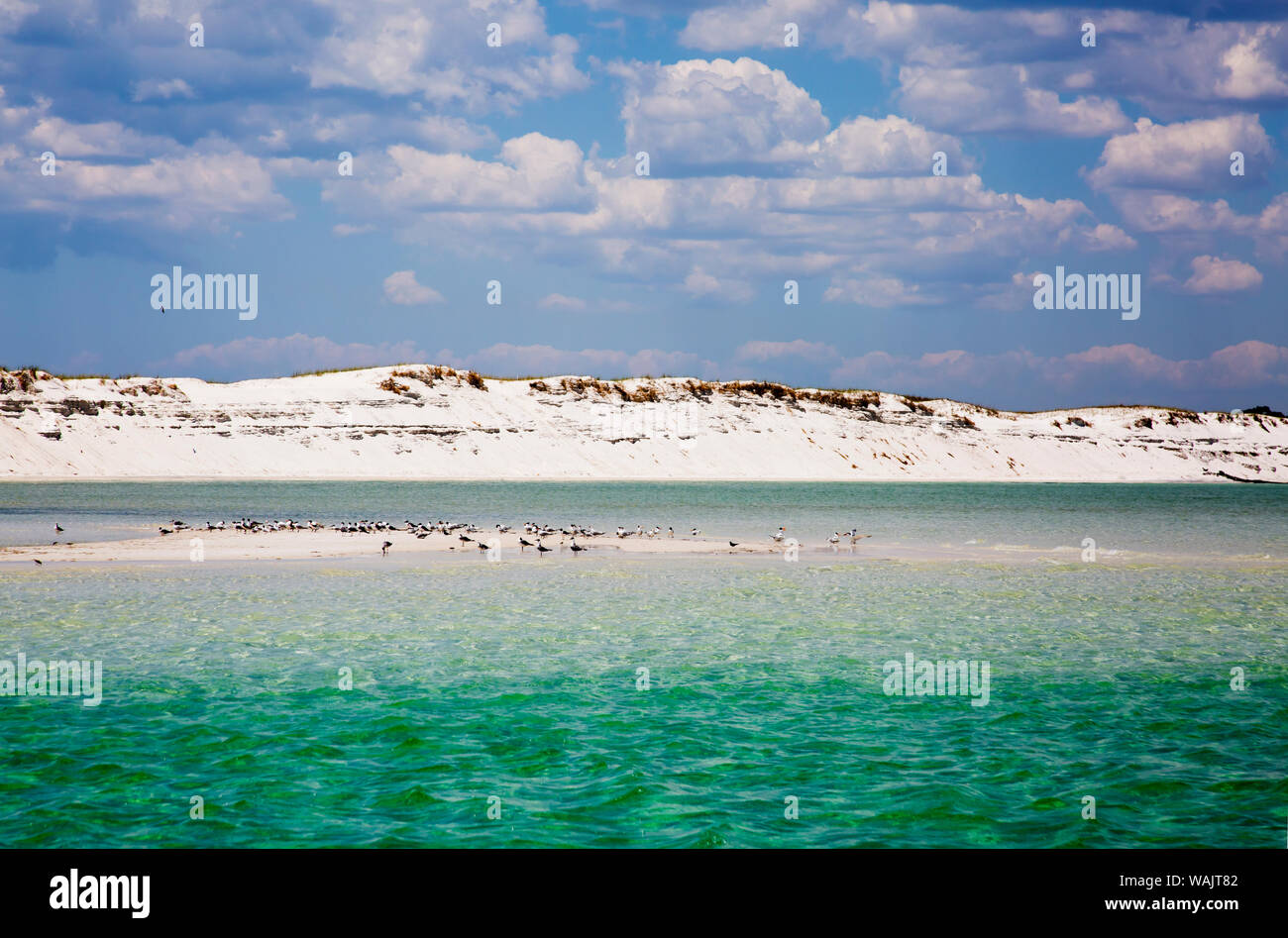USA, Florida. Pensacola, Sand dunes along the coast of Pensacola Beach ...