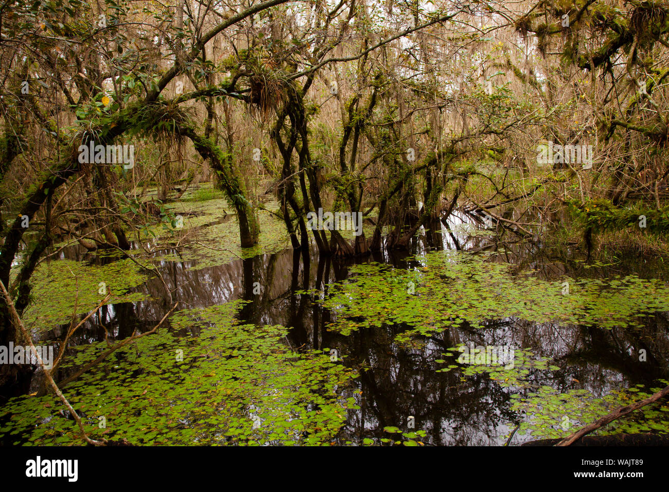 Cypress swamp, Big Cypress National Preserve, Florida Stock Photo - Alamy