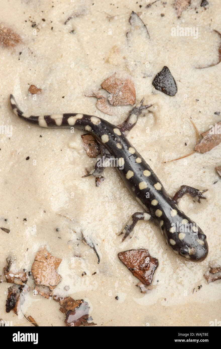 Wild eastern tiger salamander, Ambystoma tigrinum tigrinum, Central ...