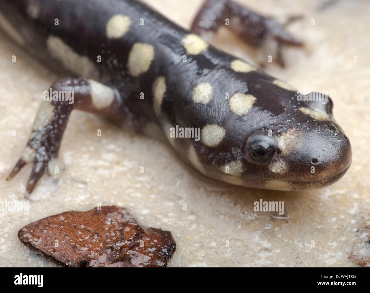 Wild eastern tiger salamander, Ambystoma tigrinum tigrinum, Central ...