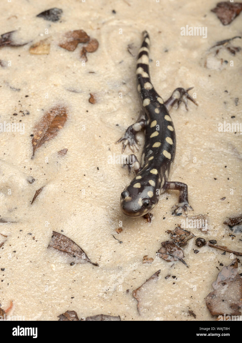 Wild eastern tiger salamander, Ambystoma tigrinum tigrinum, Central ...