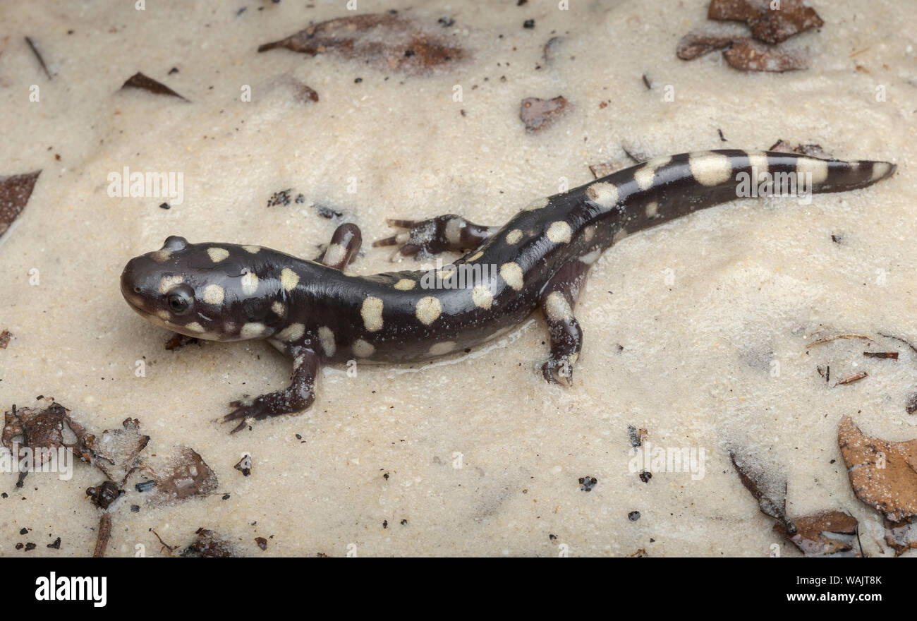 Wild eastern tiger salamander, Ambystoma tigrinum tigrinum, Central ...