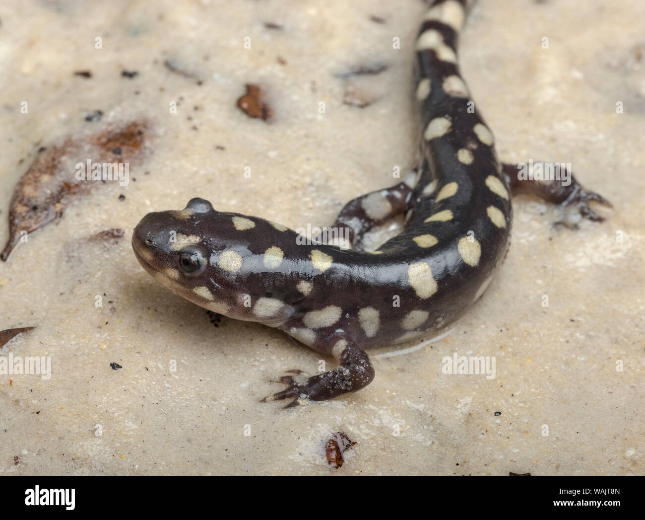 Wild eastern tiger salamander, Ambystoma tigrinum tigrinum, Central ...