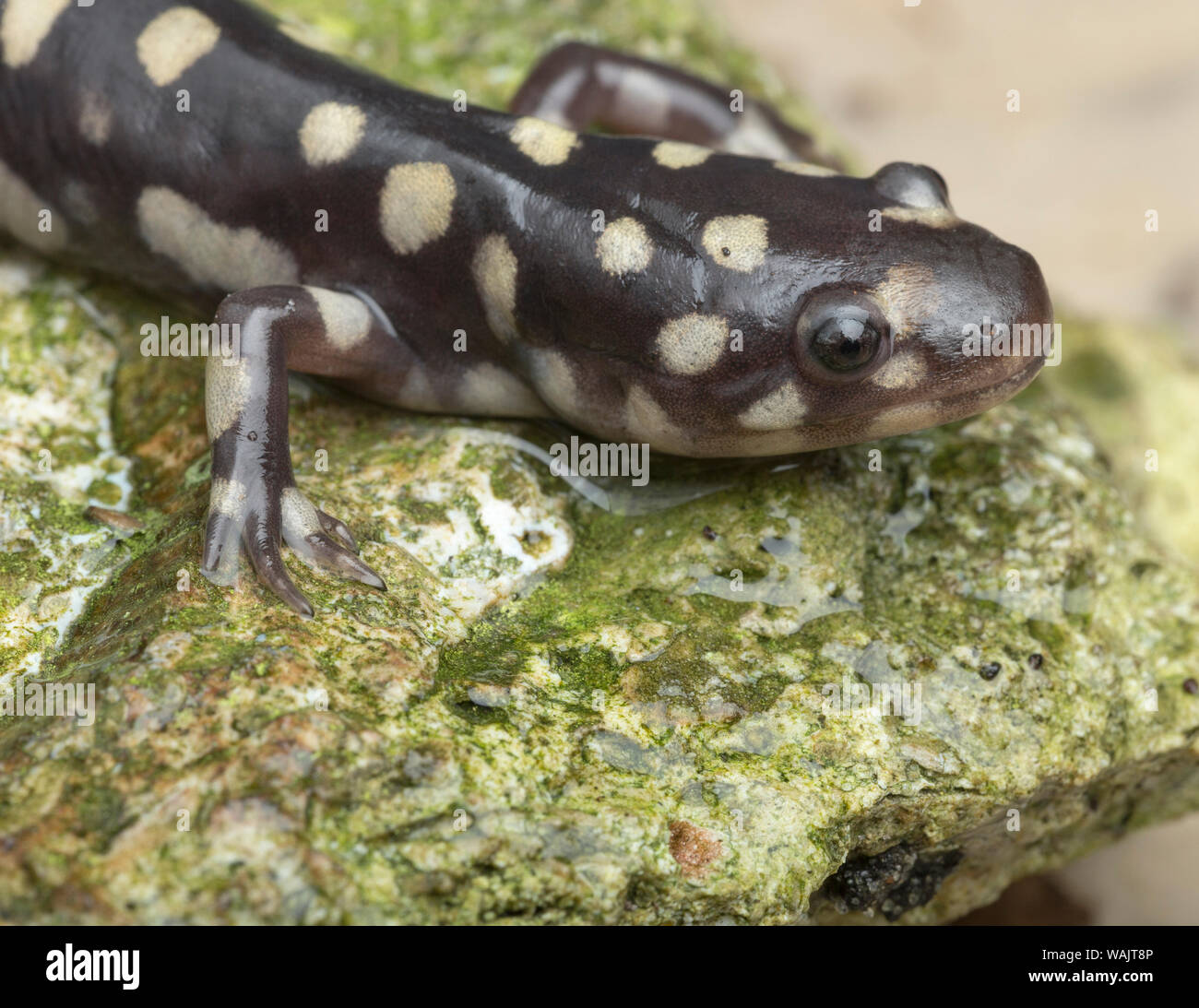 Wild eastern tiger salamander, Ambystoma tigrinum tigrinum, Central ...