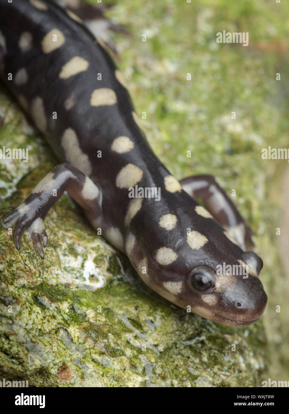 Wild eastern tiger salamander, Ambystoma tigrinum tigrinum, Central ...