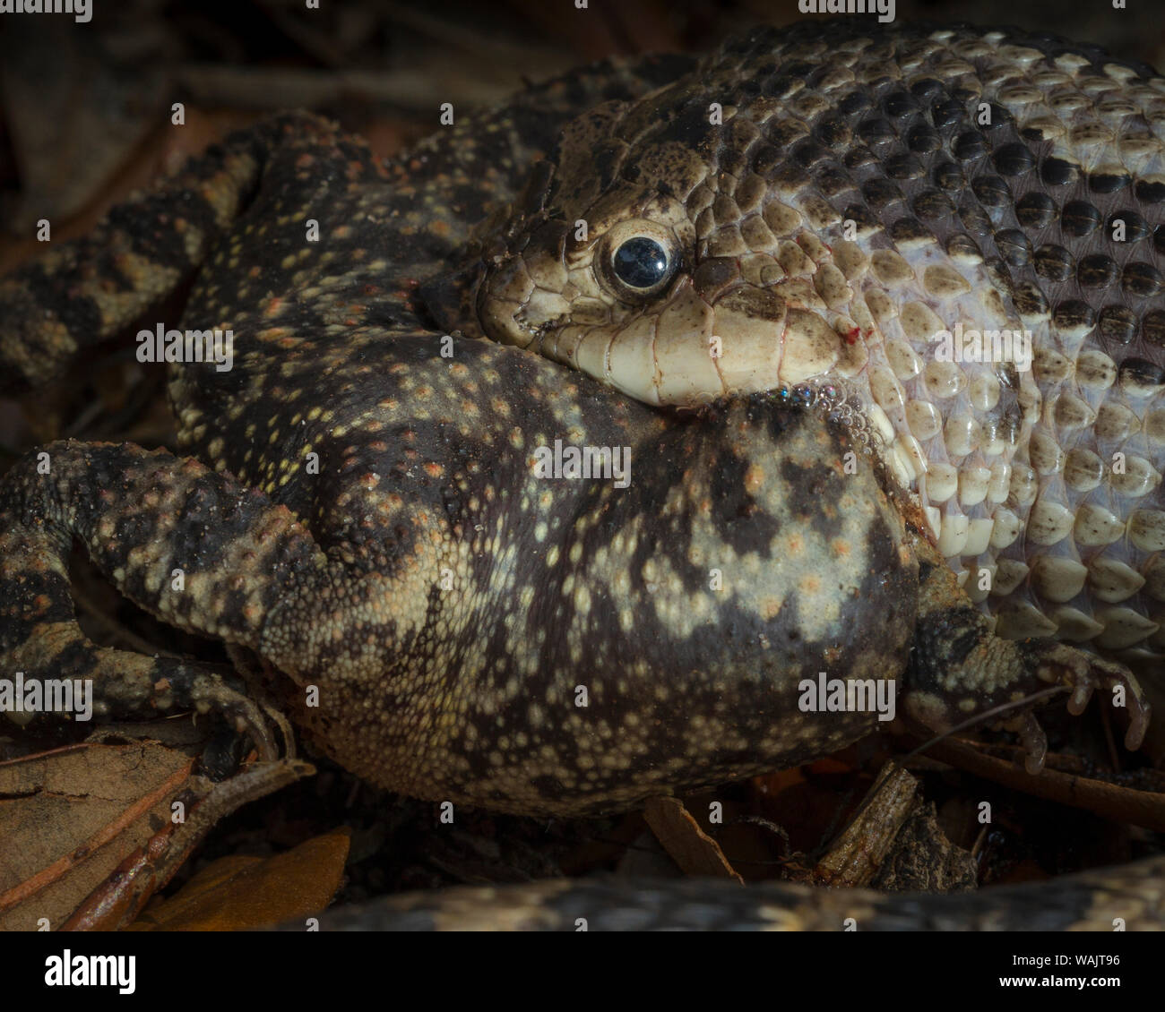 Hog-nosed snake popping the air out of a southern toad with a built in ...
