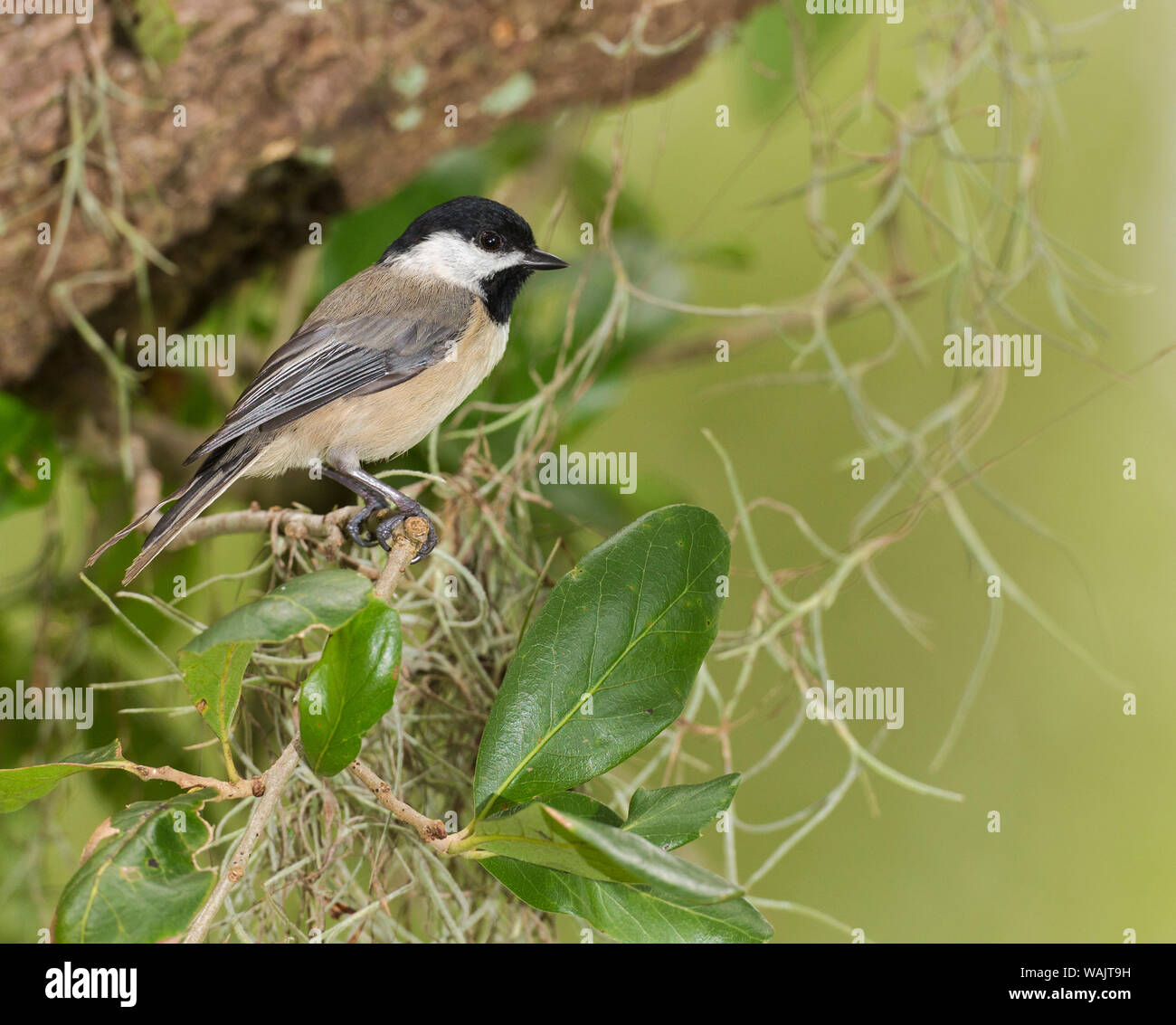 Carolina chickadee, Poecile carolinensis, in live oak tree, Florida ...