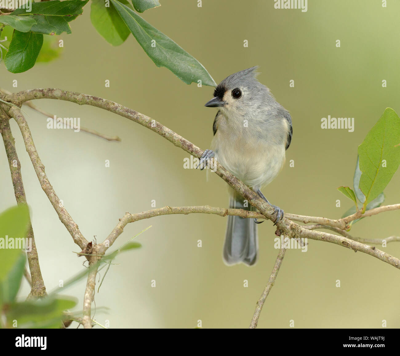 Tufted titmouse, Baeolophus bicolor, in live oak tree, Florida Stock ...