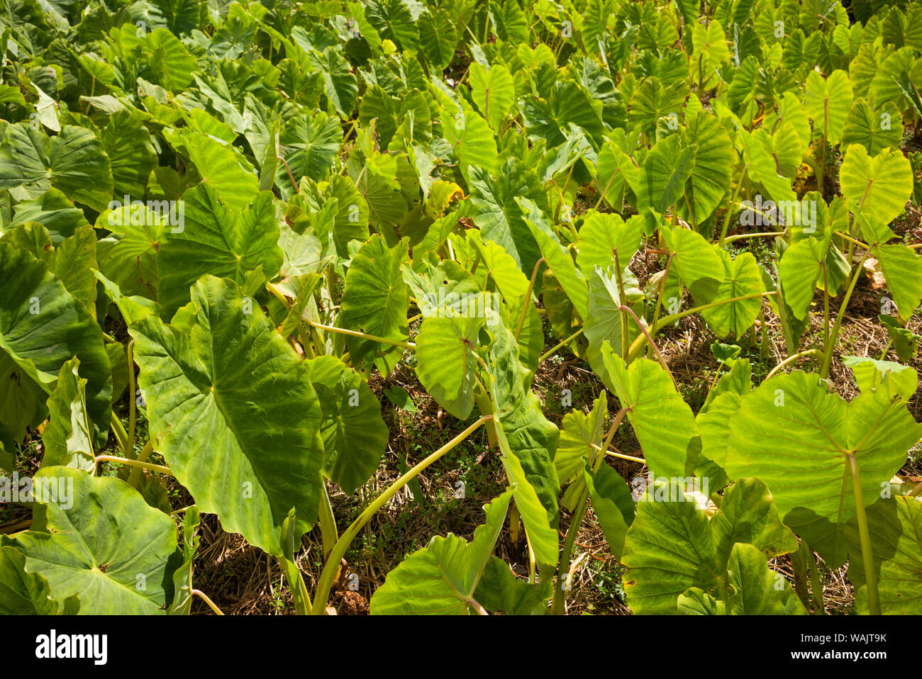 Santo amaro and azores hi-res stock photography and images - Alamy