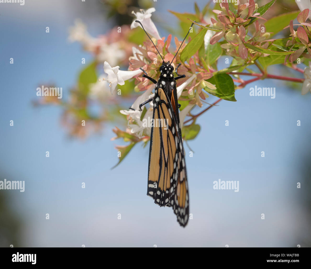 Danaus plexippus flying milkweed hi-res stock photography and images ...