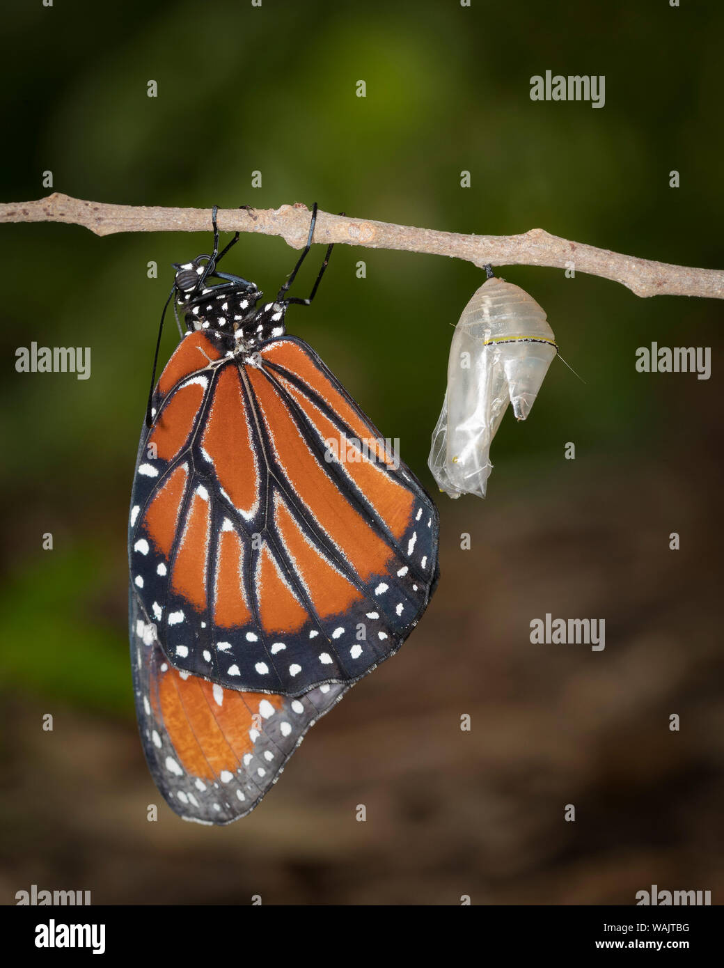 Queen monarch butterfly hi-res stock photography and images - Alamy