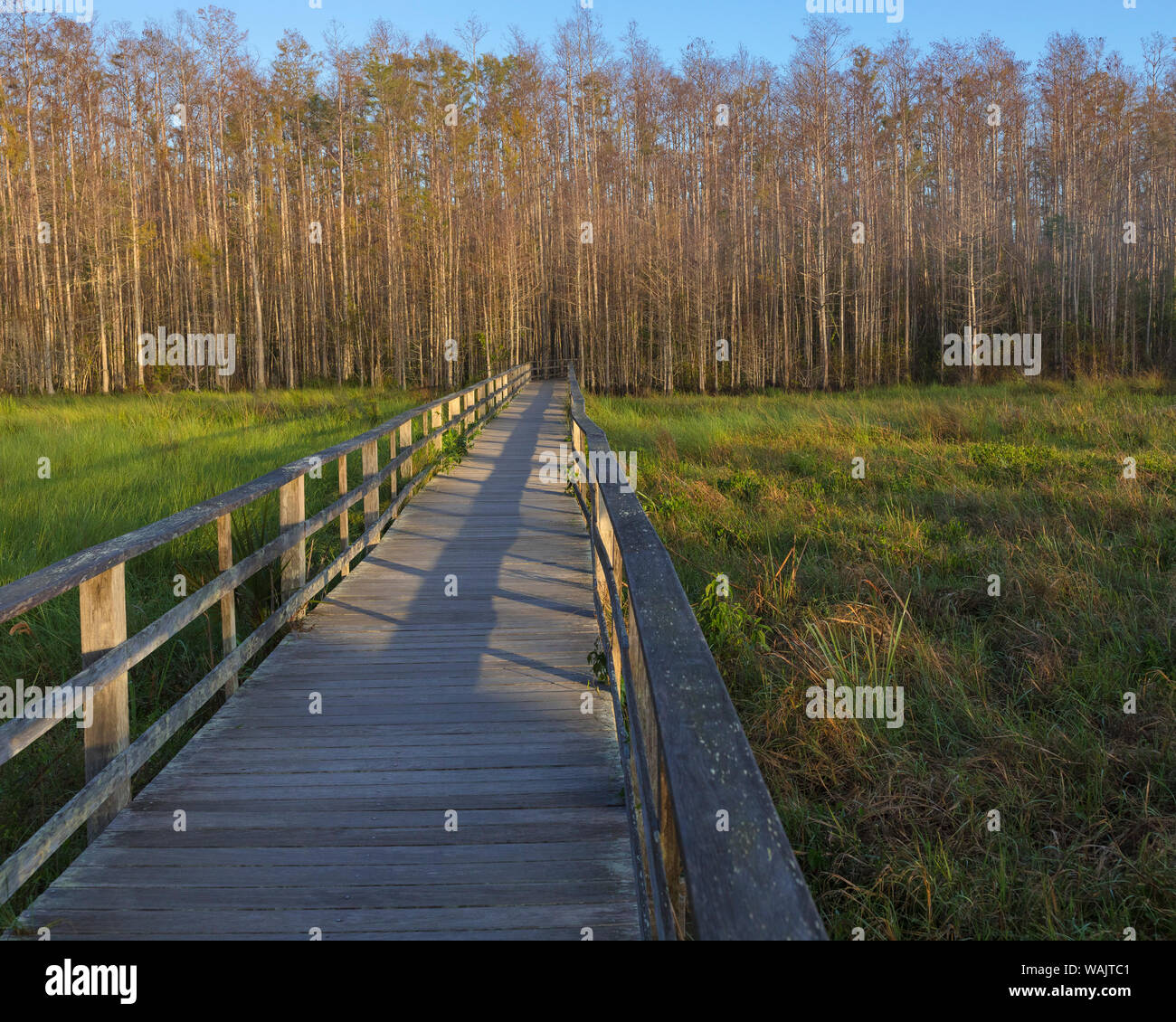 Corkscrew swamp sanctuary boardwalk hi-res stock photography and images ...