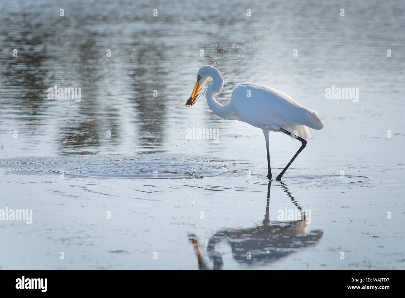 Sheila fish hi-res stock photography and images - Alamy