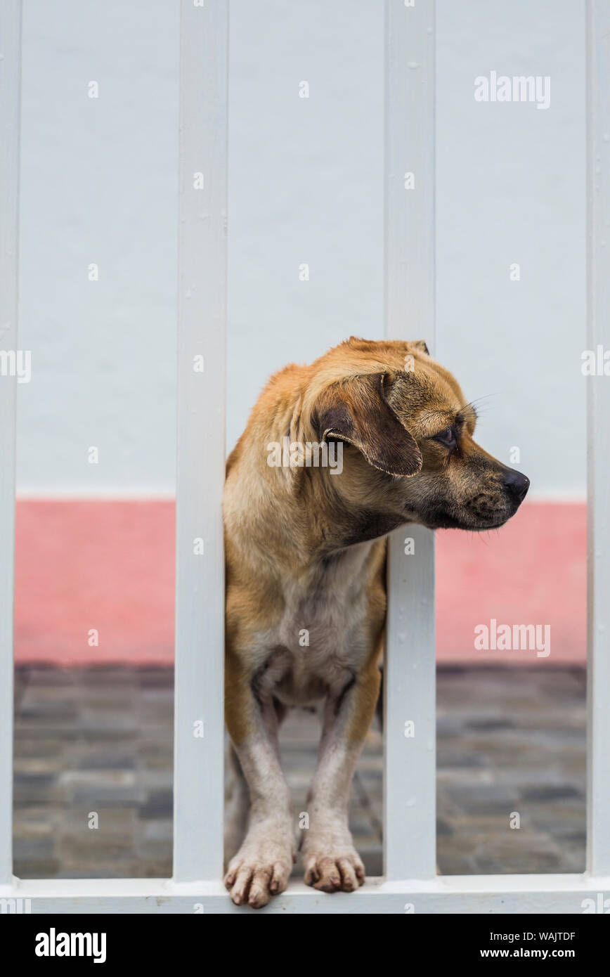 Portugal, Azores, Pico Island, Lajes do Pico. Small dog Stock Photo - Alamy
