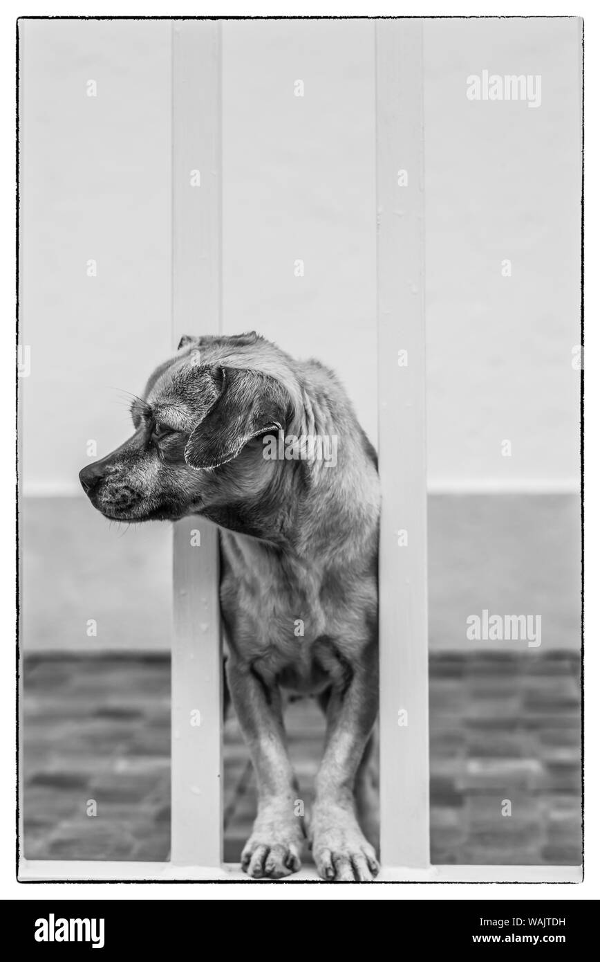 Azores lajes do pico Black and White Stock Photos & Images - Alamy