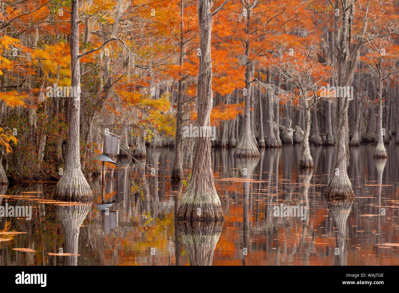USA, George Smith State Park, Georgia. Fall cypress trees with wood ...