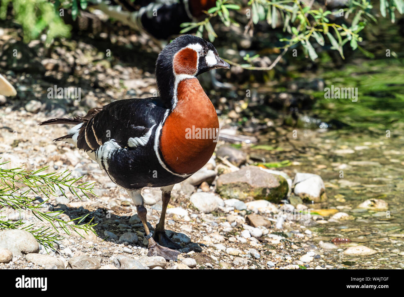 Branta ruficollis, Red-breasted Goose brightly marked species of goose ...
