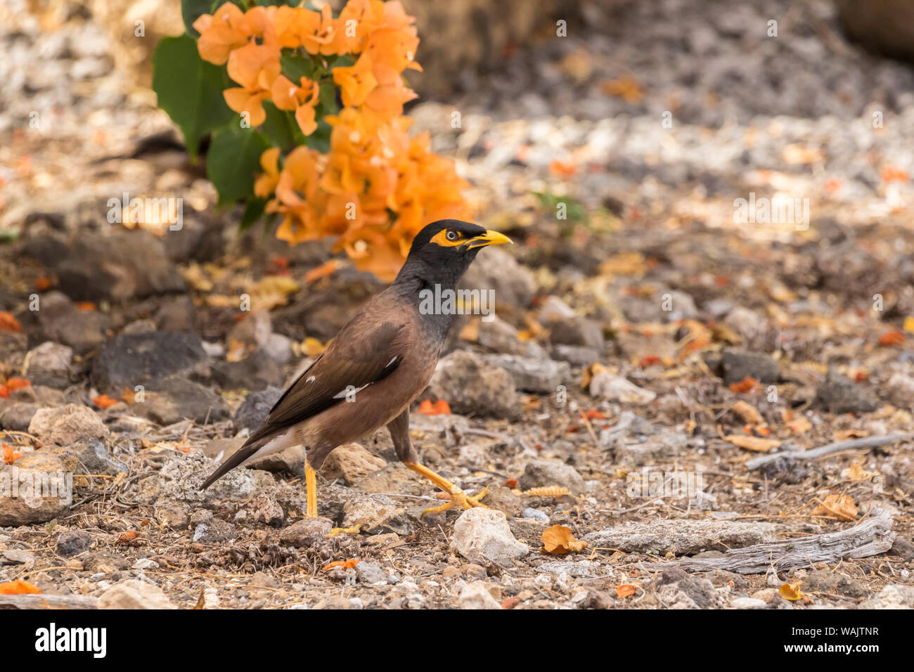 Myna bird hi-res stock photography and images - Alamy