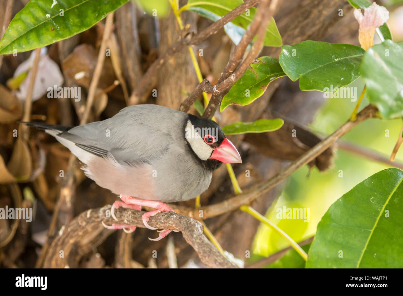 USA, Hawaii, Kona. Java sparrow close-up. Credit as: Cathy & Gordon ...