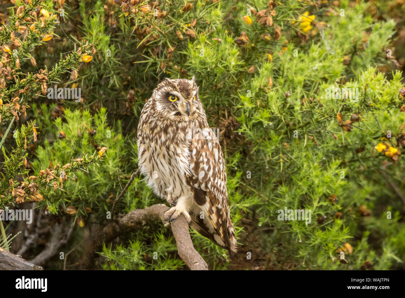 Pueo hi-res stock photography and images - Alamy