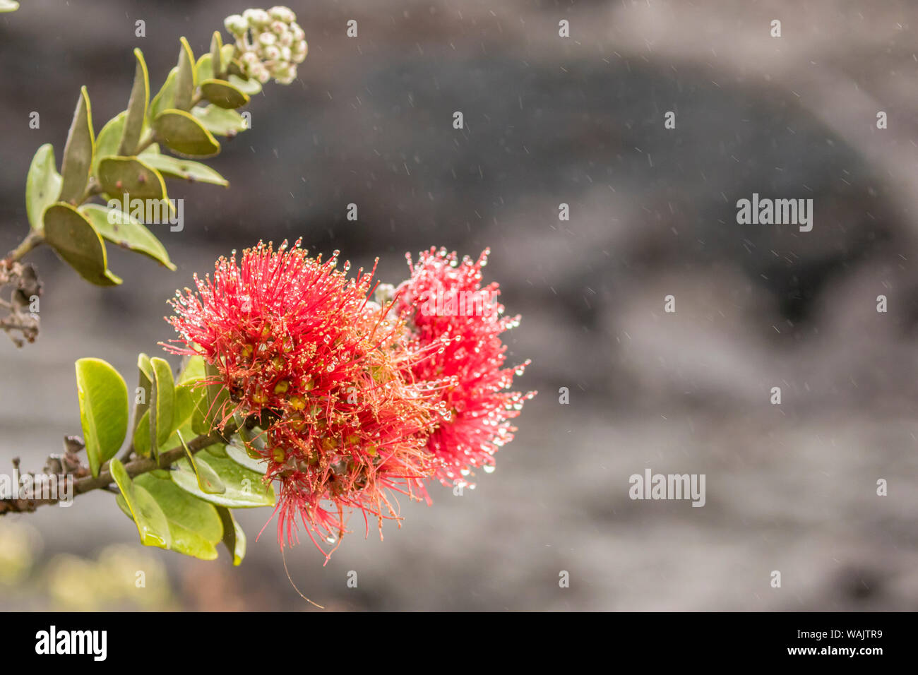Red ohia flower hi-res stock photography and images - Alamy