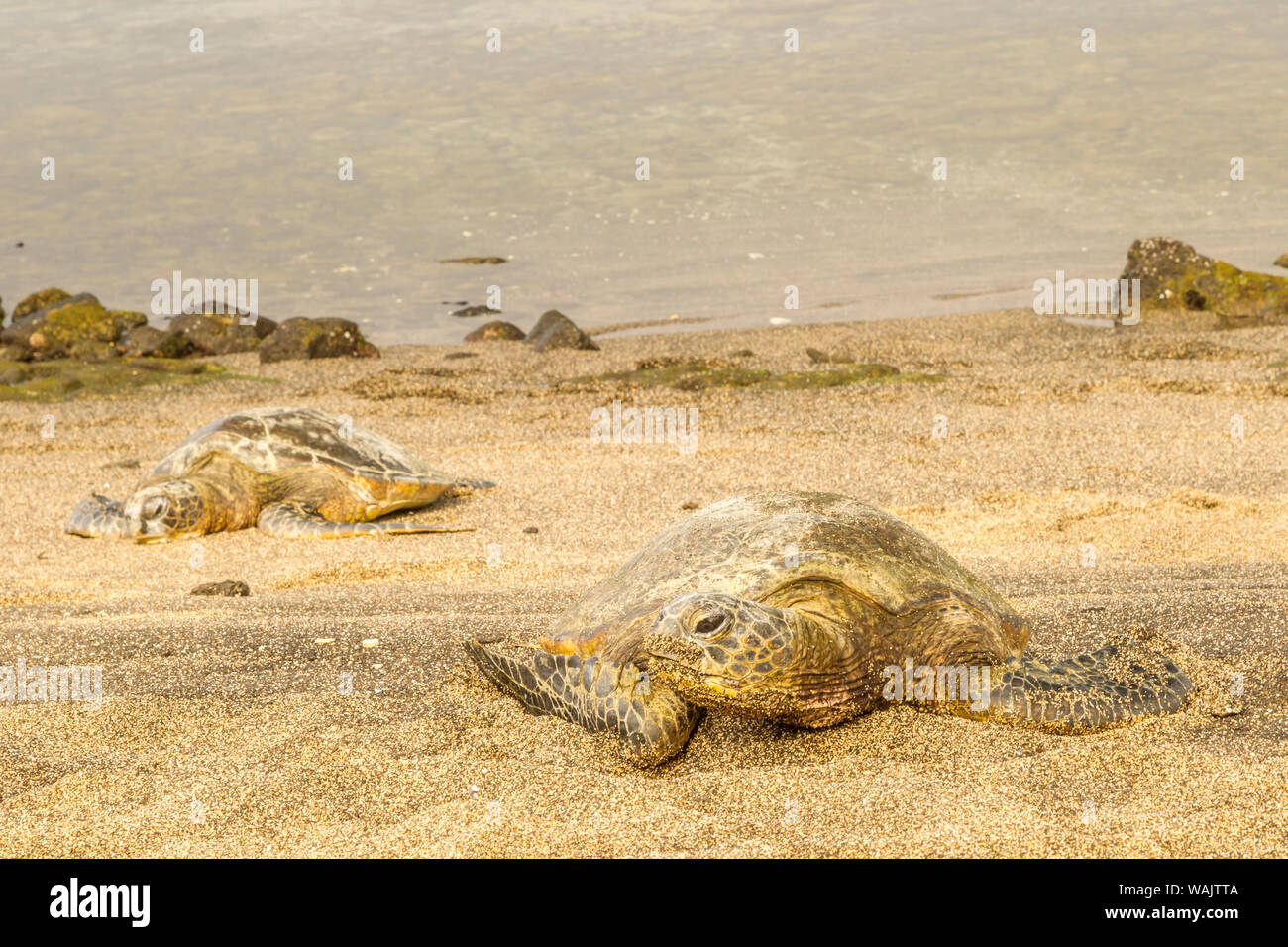 Hawaii turtle bay turtles hi-res stock photography and images - Alamy