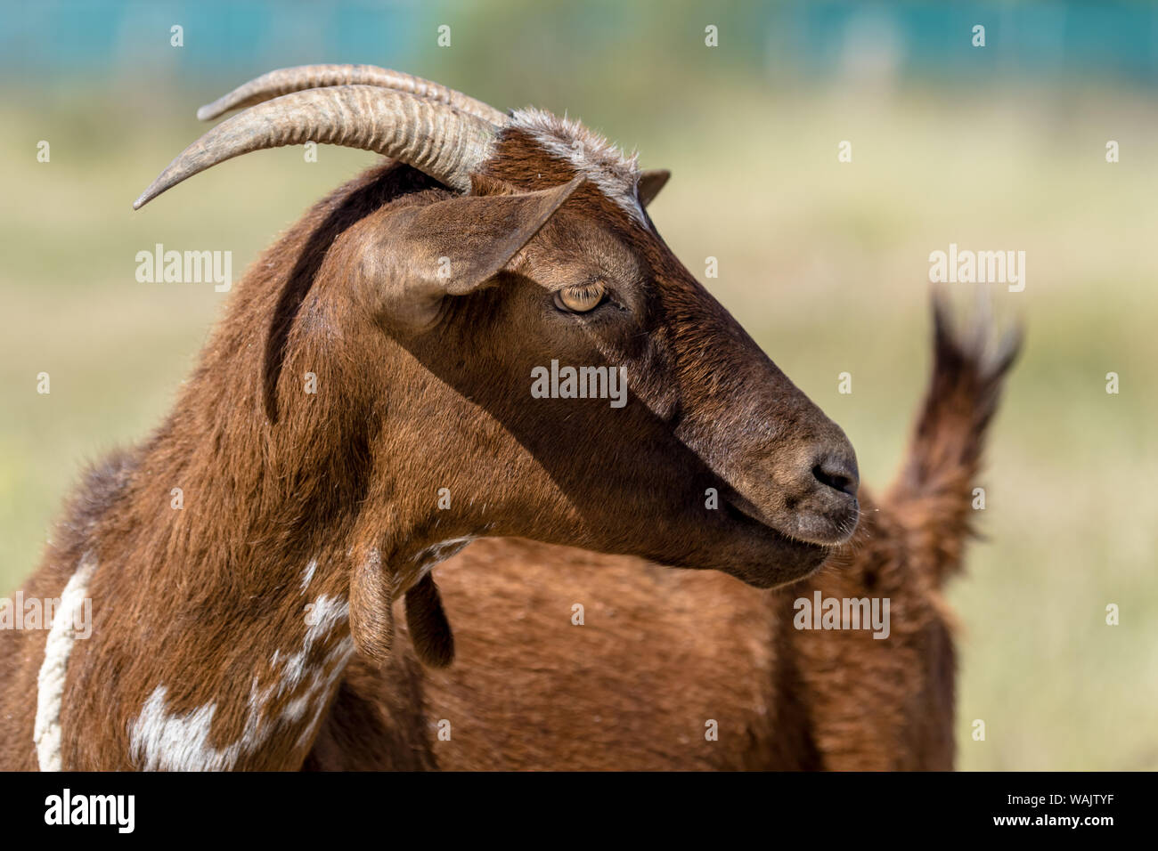 Details of a brown goat on the meadow Stock Photo - Alamy